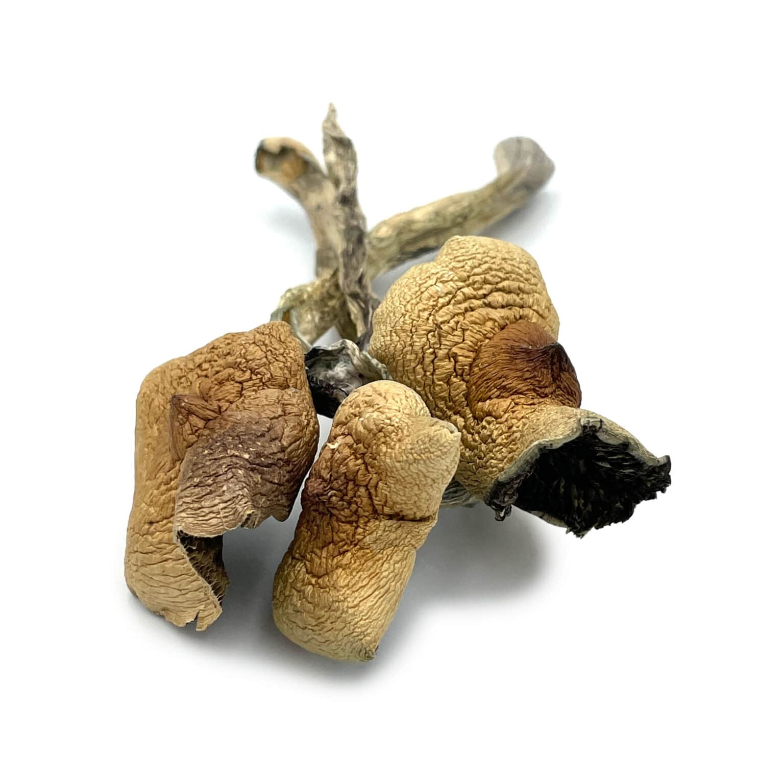 Buy Amazonian Cubensis Online In Canada - Pacific Shrooms